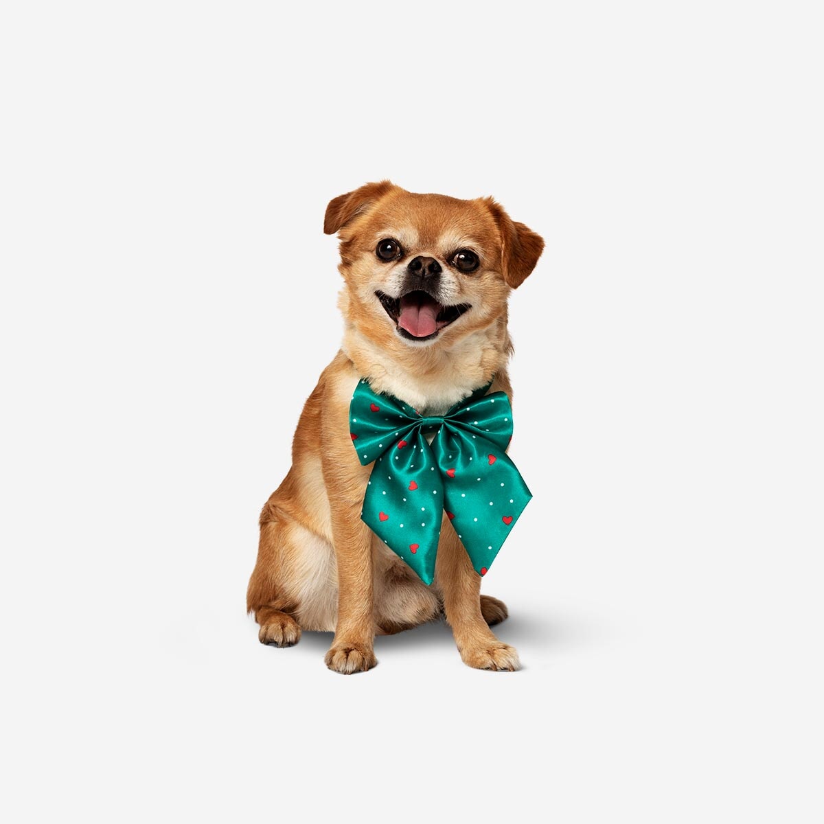 Gifts for Pet Parents | Toys | Treat Tins | Photo Frames – Flying Tiger ...