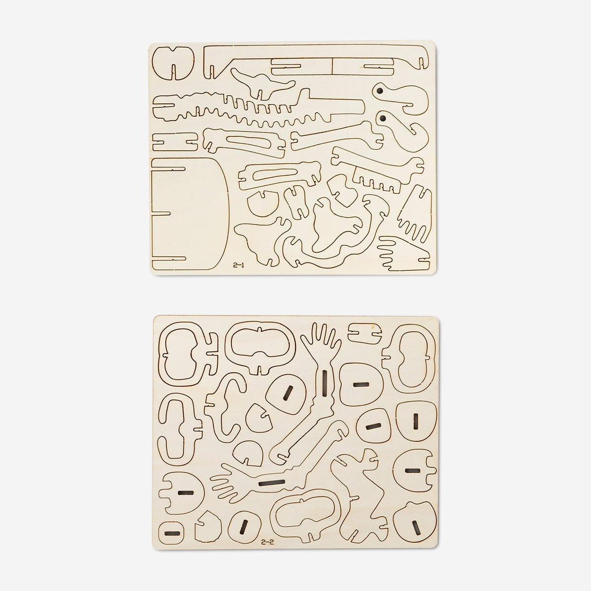 Build Your Own Skeleton Kit – Educational Fun for All Ages