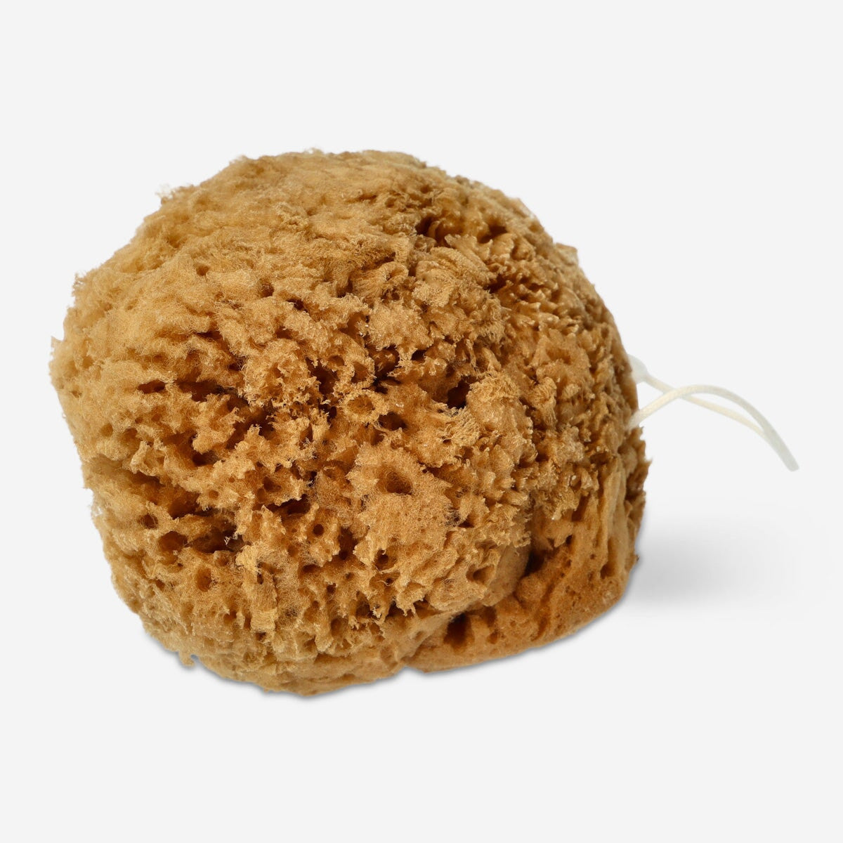 Natural sea sponge | Flying Tiger Copenhagen